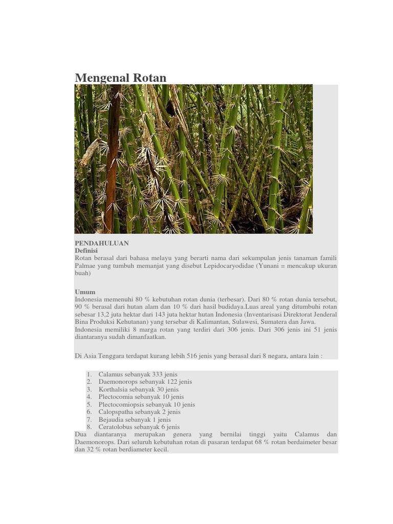 MENGENAL SIFAT DAN JENIS-JENIS ROTAN INDONESIA | PDF
