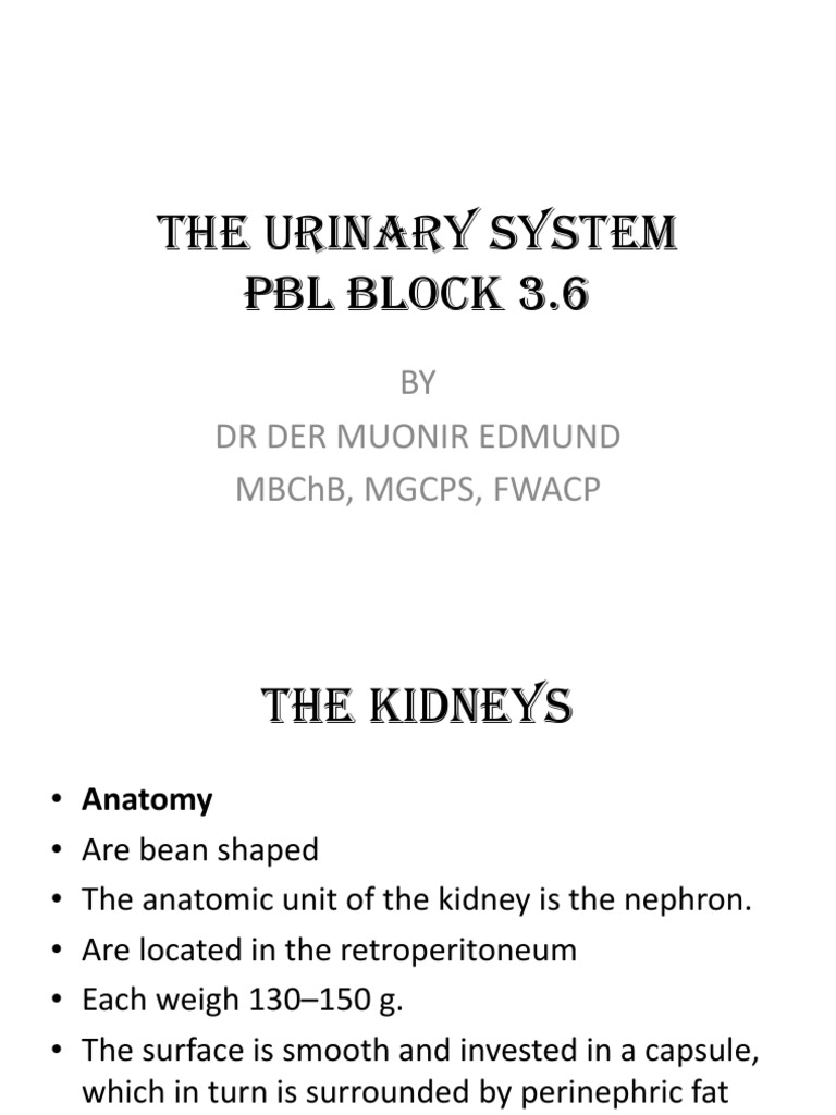The Urinary System Pbl4 | PDF | Kidney | Internal Medicine