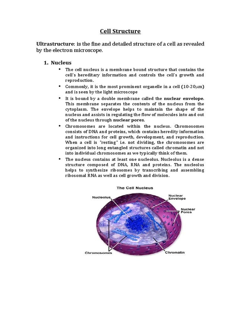 Cell Structure: by The Electron Microscope | PDF | Endoplasmic ...