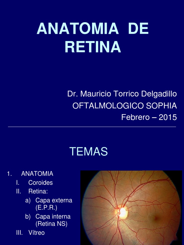 Anatomia Retina | PDF | Retina | Artería