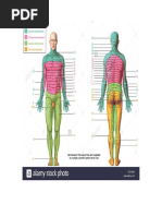 Miotomas - Definición y Pruebas - Kenhub | PDF | Codo | Neuroanatomía