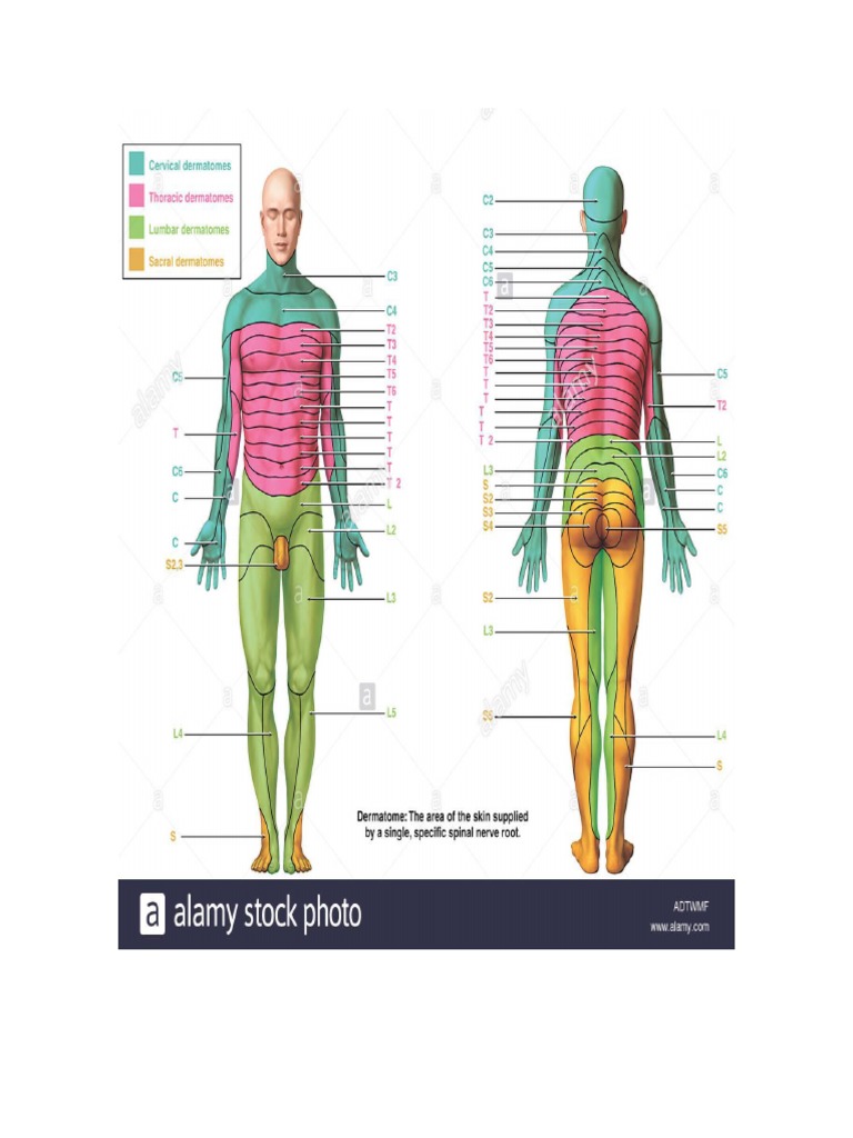 Dermatomas Miotomas | PDF | Anatomía humana | Sistema musculoesquelético