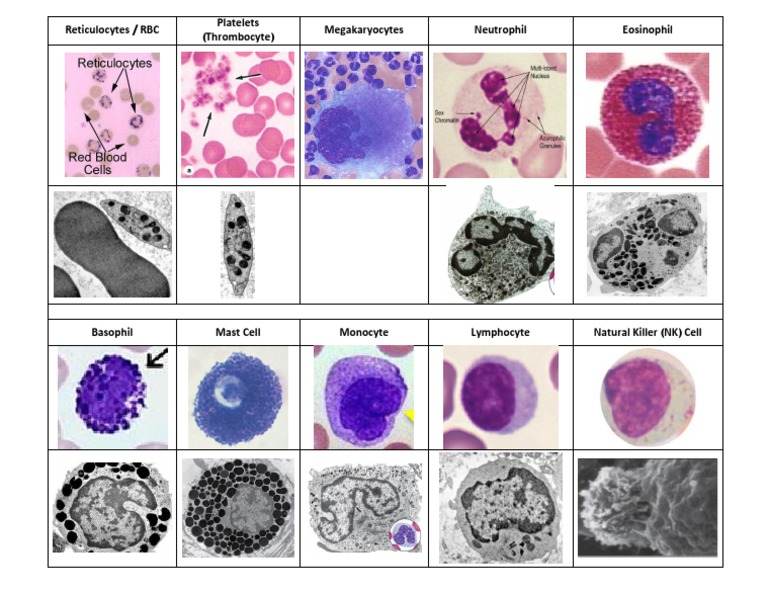 Reticulocytes / RBC Platelets (Thrombocyte) Megakaryocytes Neutrophil ...