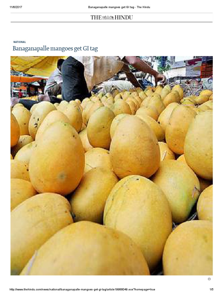 Banaganapalle Mangoes Get GI Tag - The Hindu | PDF | Business