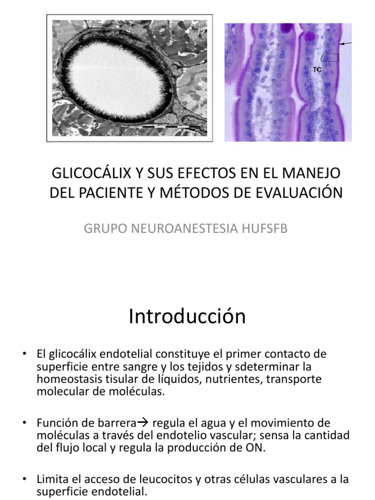 Glicocalix Final | Endotelio | Nucleo celular