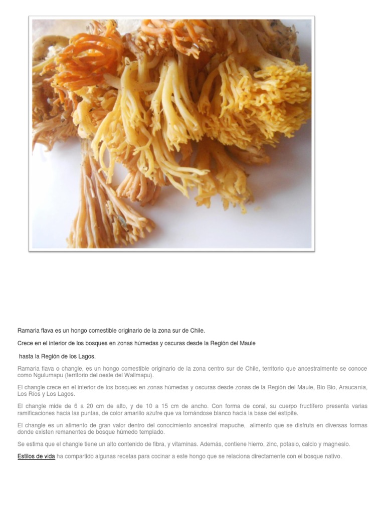 Receta de Changle con Papas y Longaniza | PDF