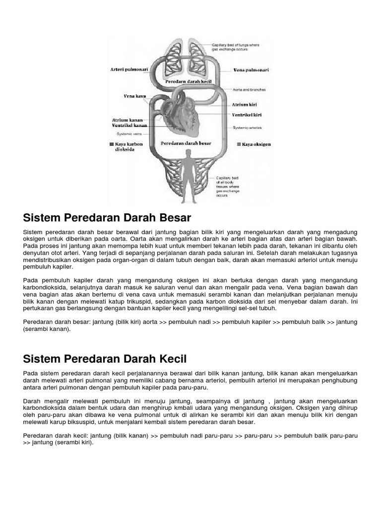 Sistem Peredaran Darah Besar | PDF
