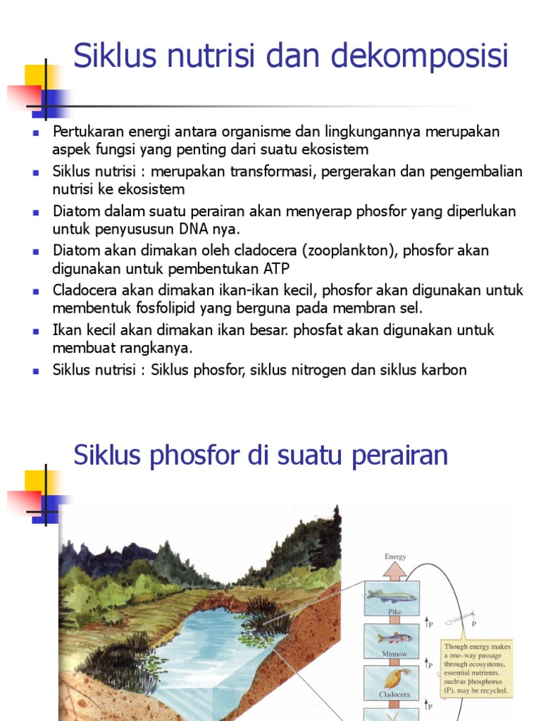 Siklus Nutrisi & Dekomposisi | PDF