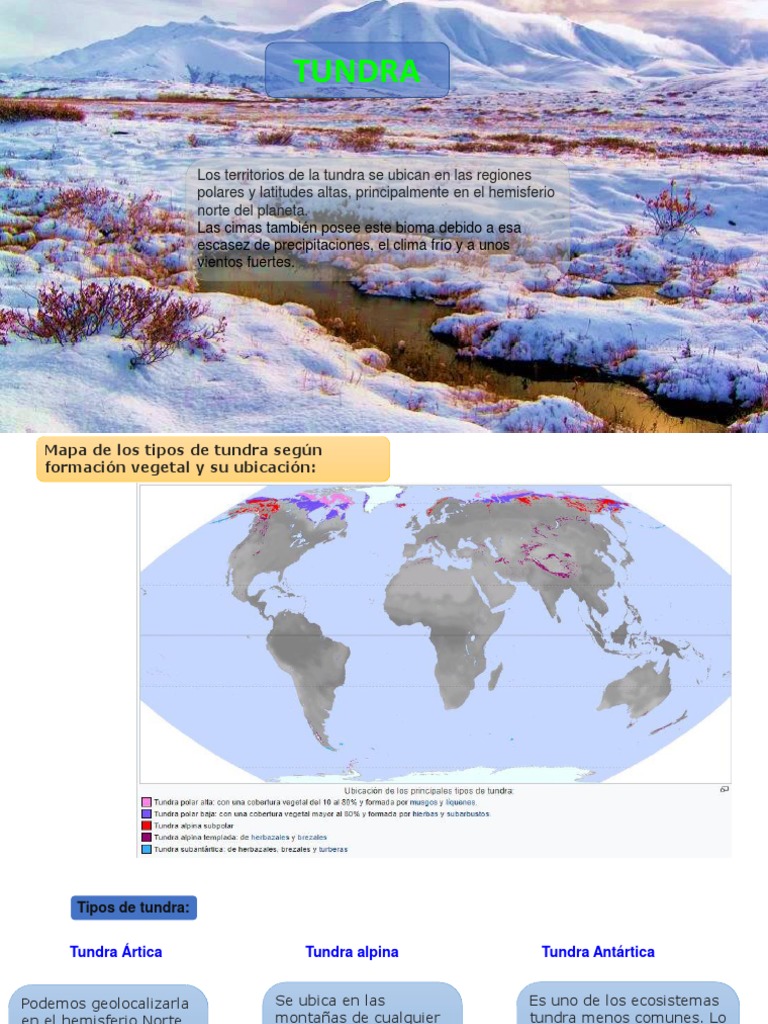Caracterización de la tundra: bioma, clima, suelo, vegetación y fauna ...