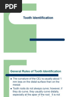 Deciduous Teeth Identification Guide | PDF | Dental Anatomy | Tooth