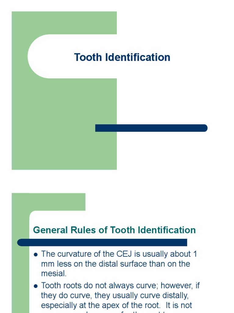 Tooth Identification | PDF | Dentistry Branches | Dental Anatomy