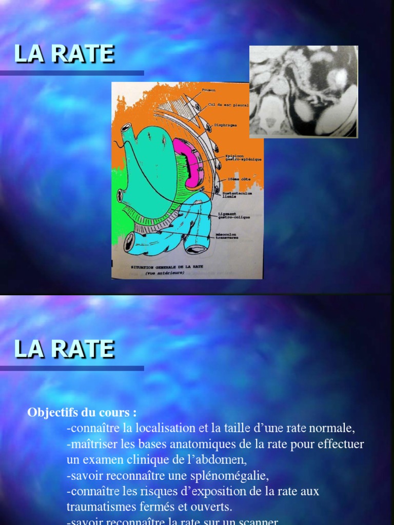 Anatomie et localisation de la rate | PDF | Rate | Péritoine