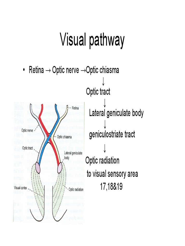 Visual Pathway | Visual System | Retina | Free 30-day Trial | Scribd