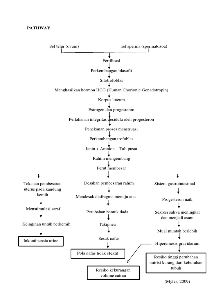 Pathway Ibu Hamil Trimester 2 | PDF