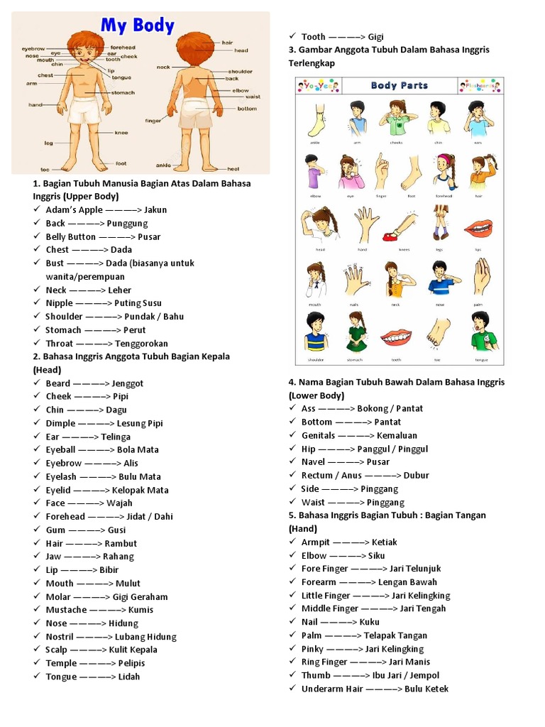 Materi My Body | PDF