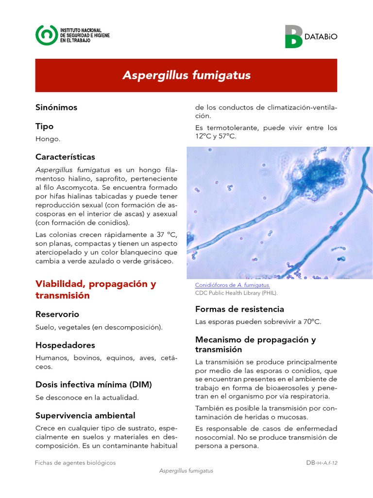 Ficha Aspergillus Fumigatus | Alergia | Bienestar