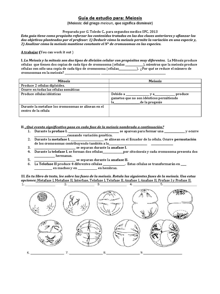 Guia Meiosis | PDF | Mitosis | Mitosis