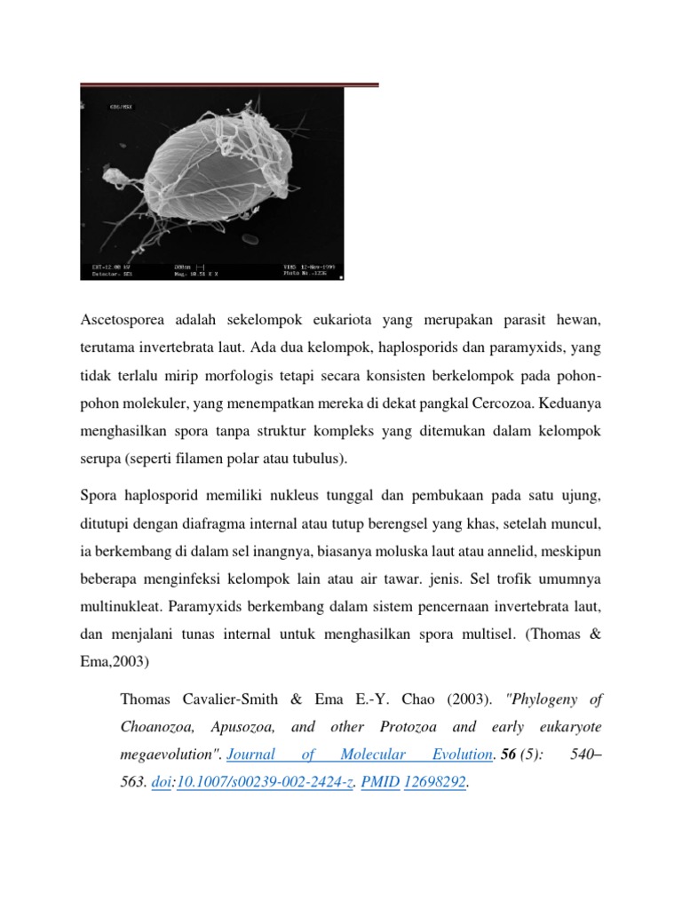 Susunan Tubuh Acetospora | PDF