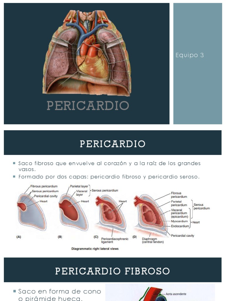 Pericardio | PDF | Sistema cardiovascular | Tórax (anatomía humana)