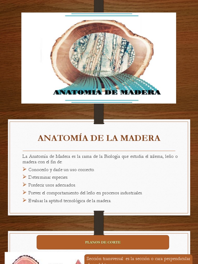 Anatomía y Usos de la Madera | PDF | Madera | Tallo de la planta