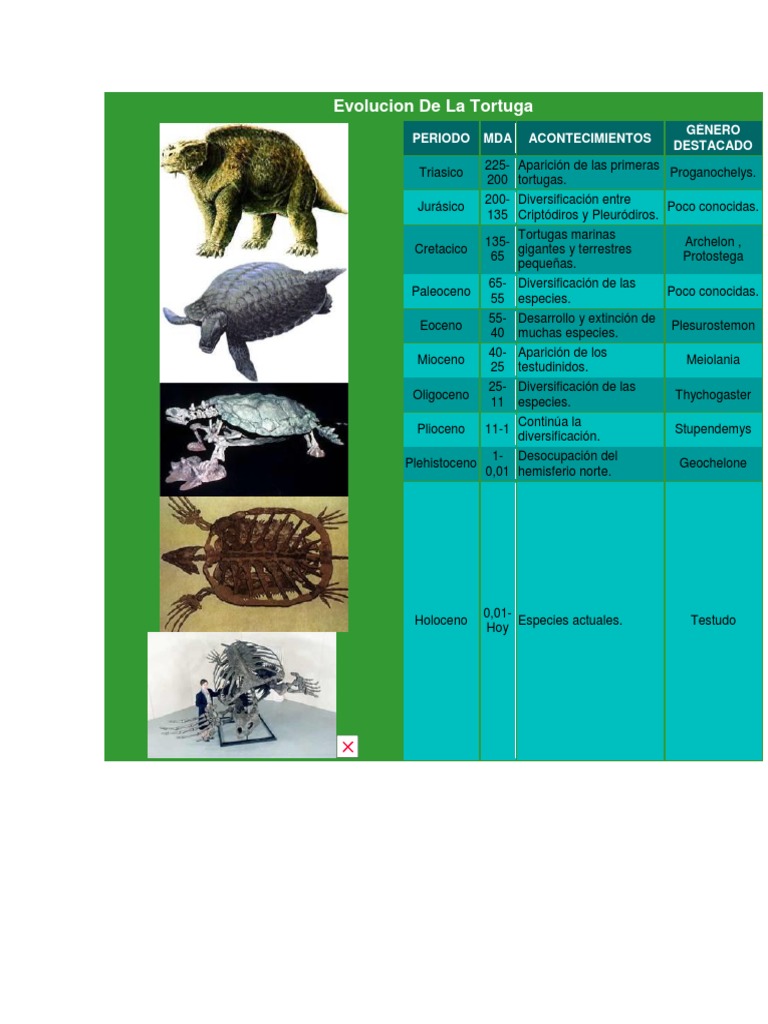Evolucion de La Tortuga | Tortuga | Evolución | Prueba gratuita de 30 ...