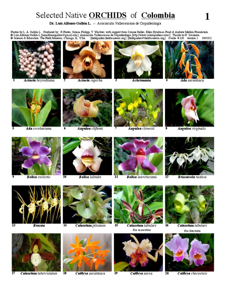 Orquídeas Nativas de Colombia | PDF | Morfología Vegetal | Naturaleza