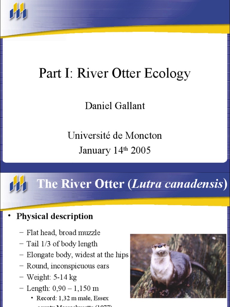 River Otter Ecology and Research Insights | PDF | Beaver | Aquatic Mammals