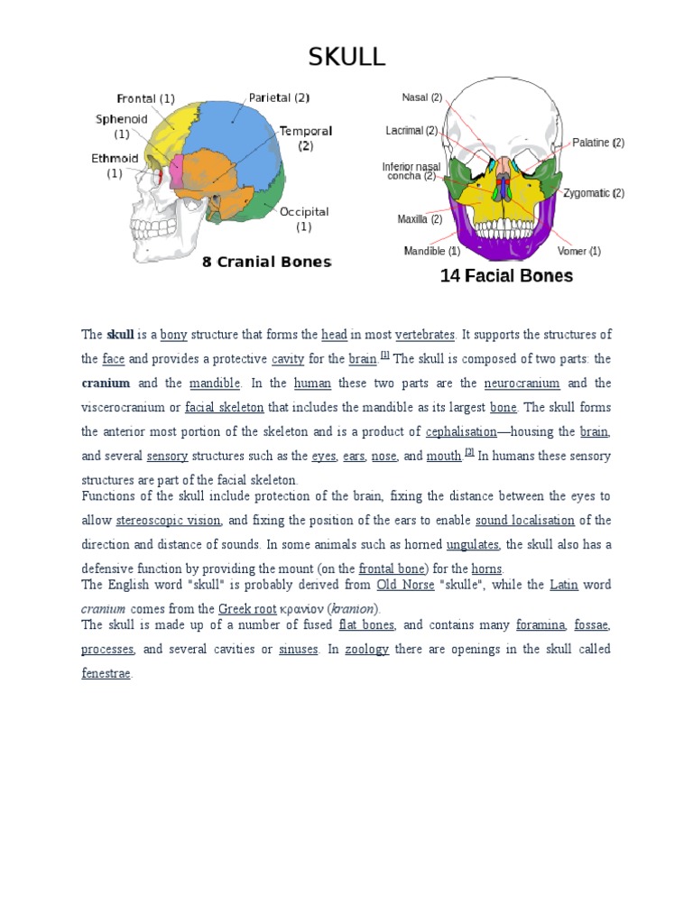 Anatomy of the Skull | PDF