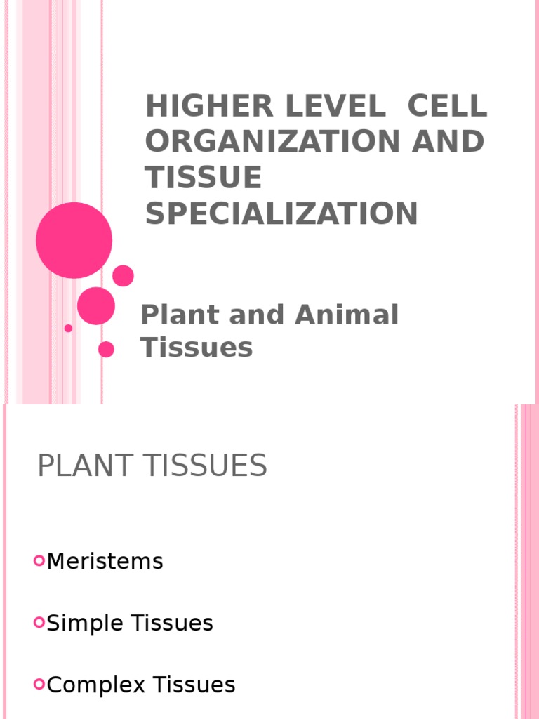 Plant and Animal Tissues | PDF | Tissue (Biology) | Epithelium