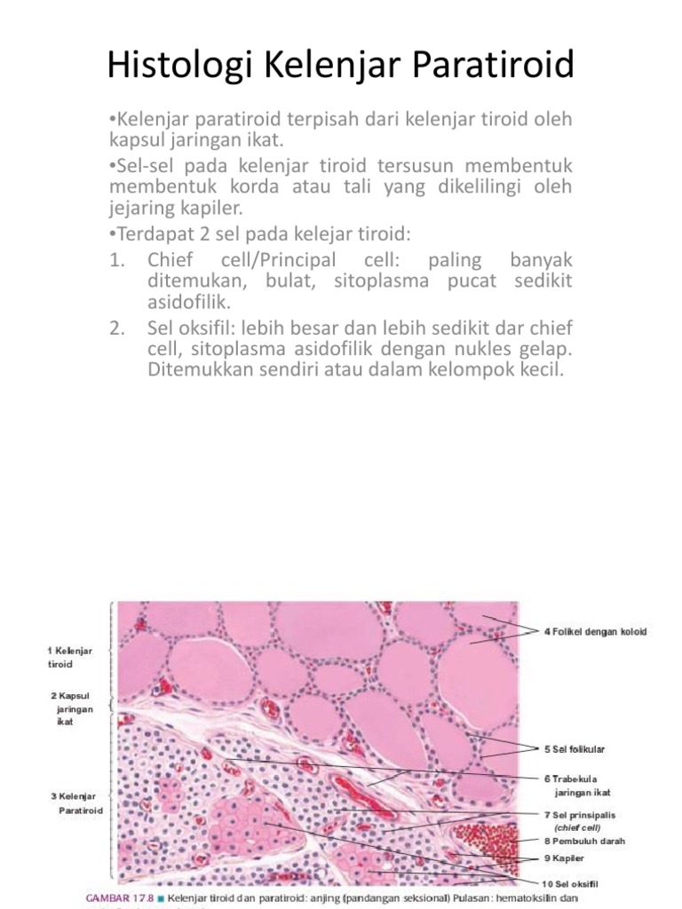 Histologi Kelenjar Paratiroid | PDF