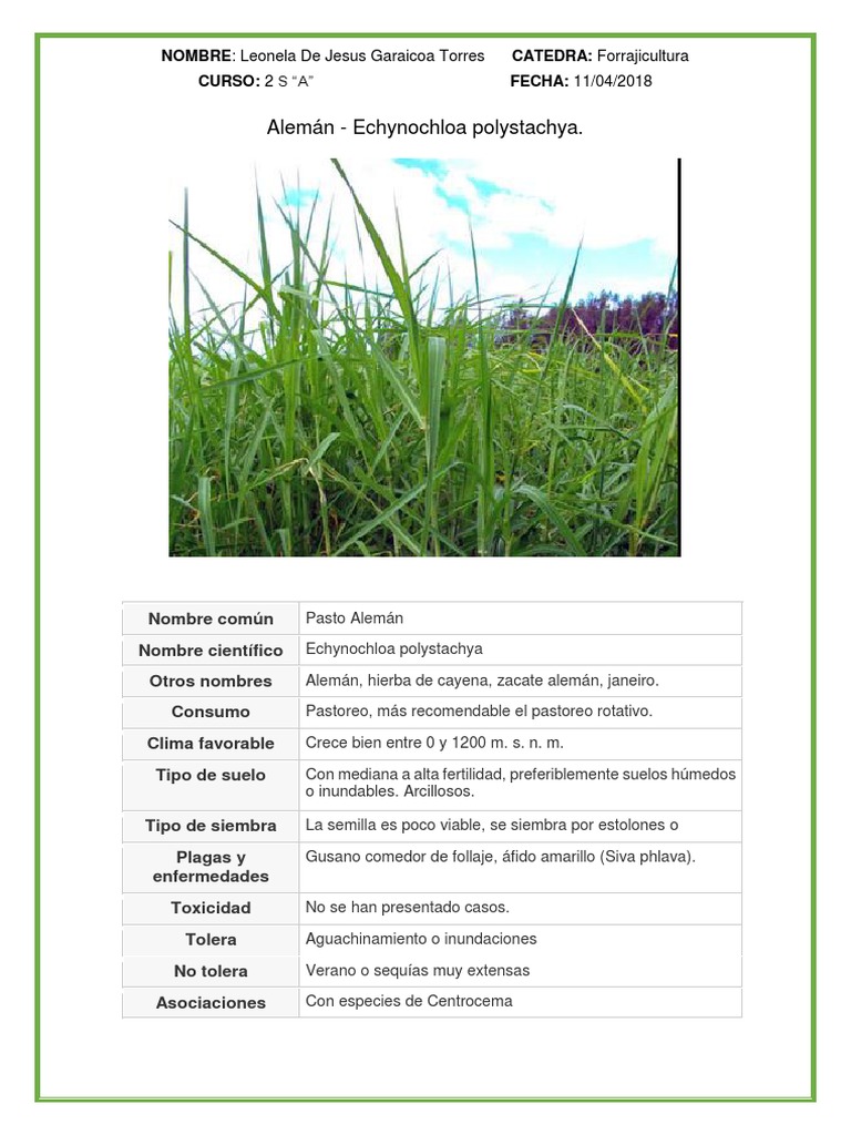 Pasto Alemán | Siembra | Heno