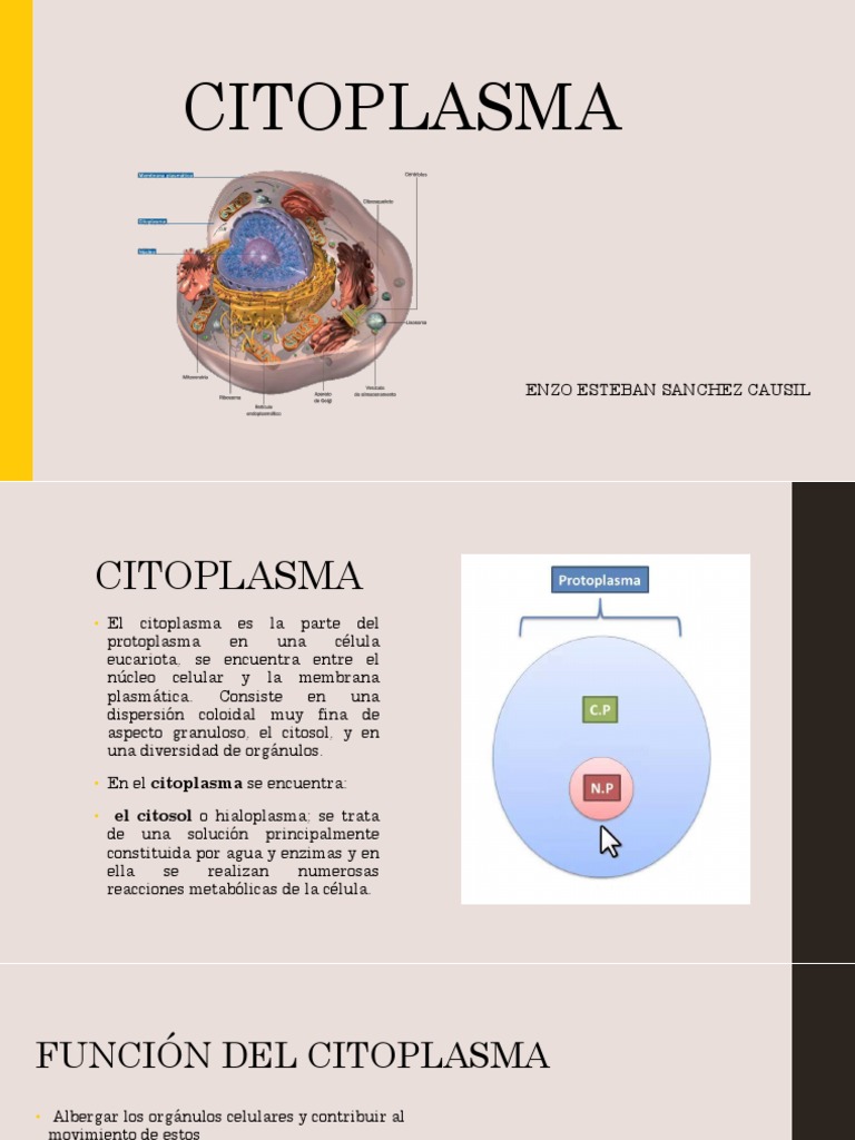 Cito Plasma | PDF | Citosol | Citoplasma
