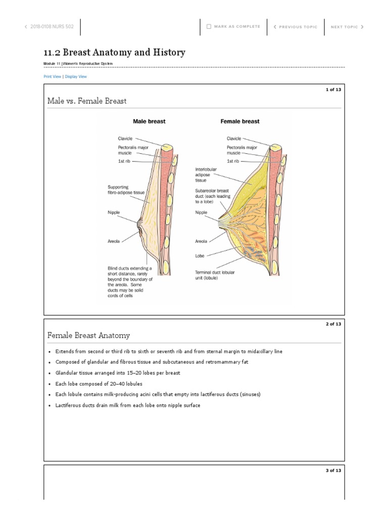 Acini in Female Breast Anatomy | PDF | Breast | Lymph Node