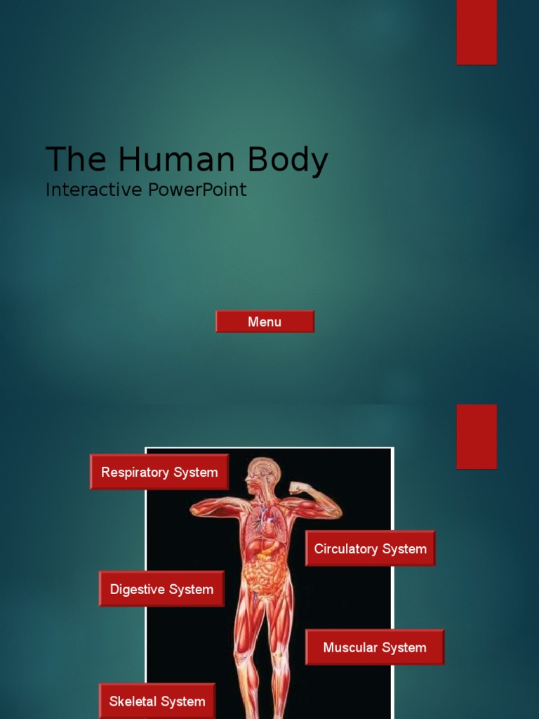 The Human Body: Interactive Powerpoint | PDF | Breathing | Respiratory ...