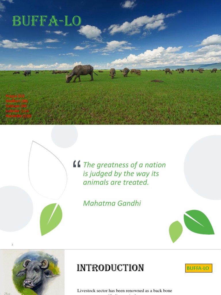 Buffalo | PDF | Sales | Stocks