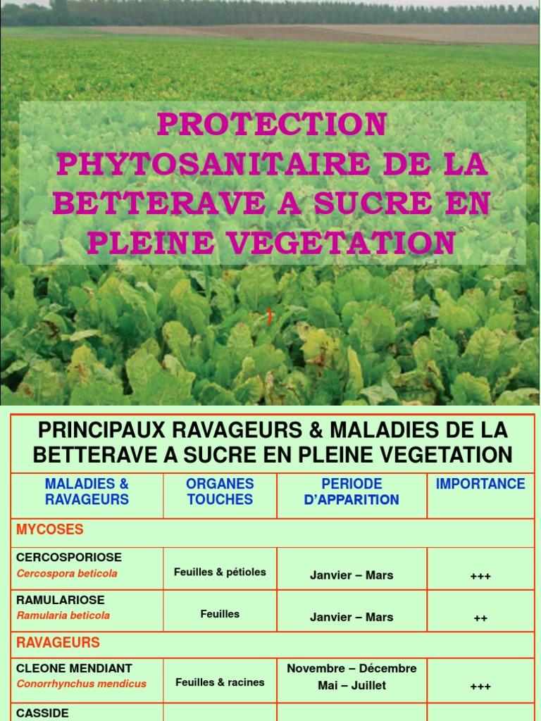 Maladies Et Ravageurs Betterave | PDF | Larve | Betterave sucrière