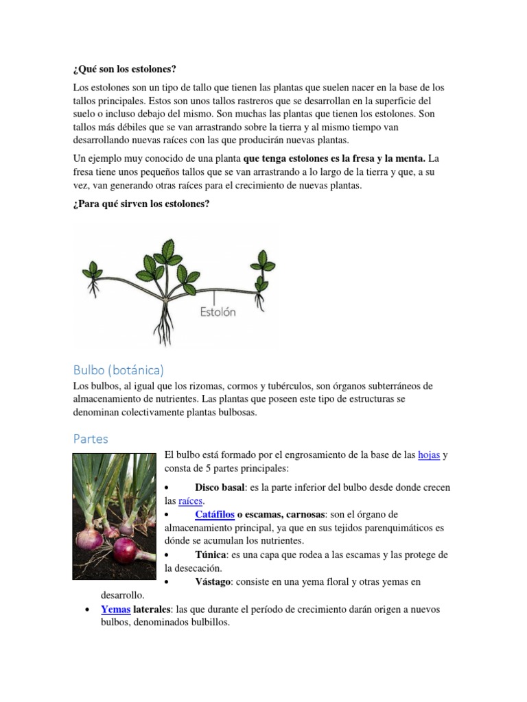 Qué Son Los Estolones | PDF | Técnicas hortícolas | Biología