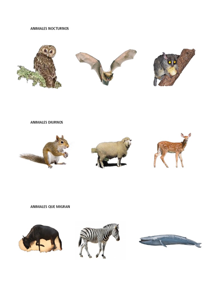 Animales Nocturnos