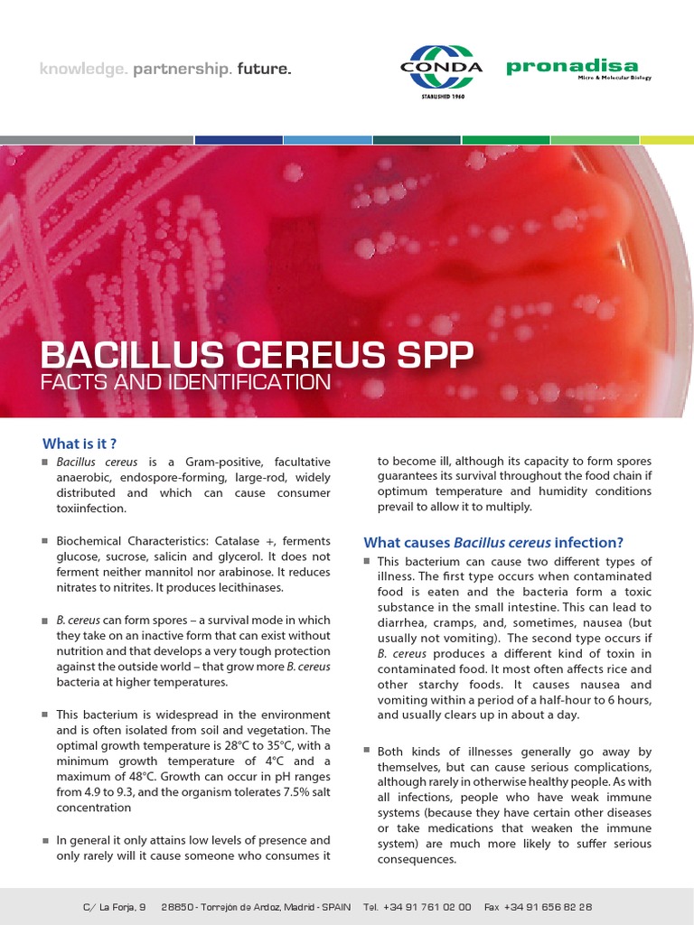 Bacillus Cereus SPP ISO 7932 | Bacilo | Bacterias