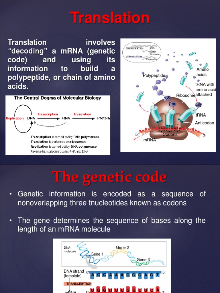 10.translation & Protein Structure | PDF | Translation (Biology) | Ribosome