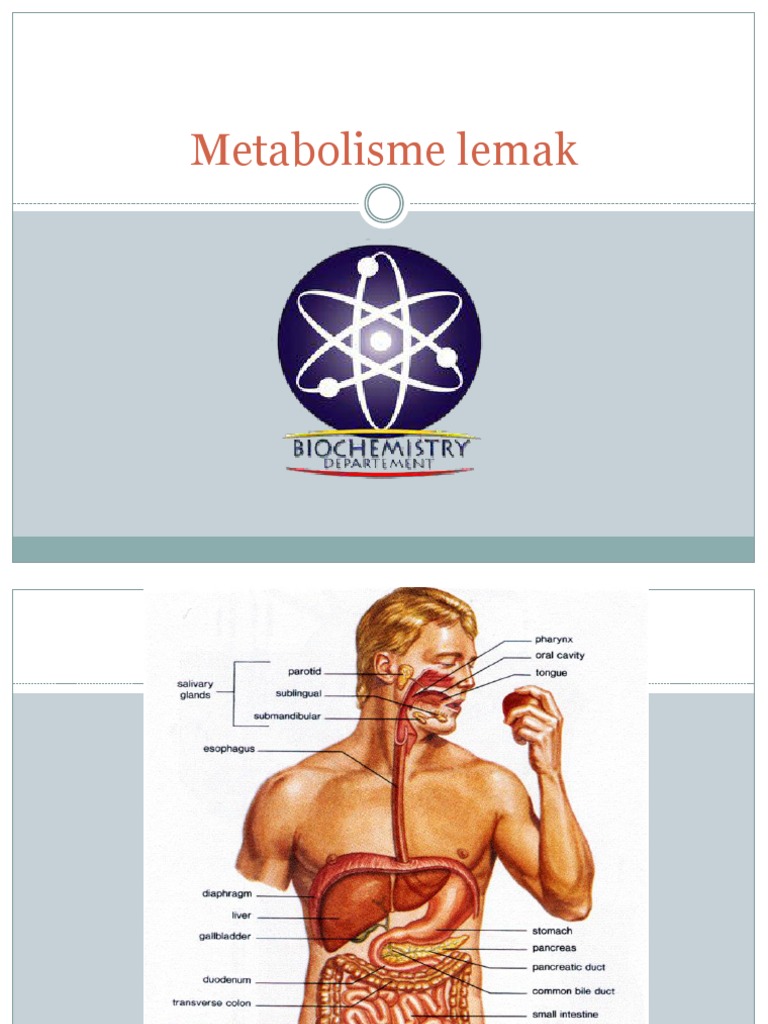 Metabolisme Lemak | PDF