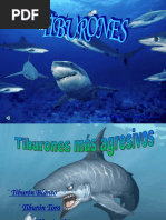 Exposicion Tiburones para Preescolar | PDF | Tiburones | Gran tiburón ...