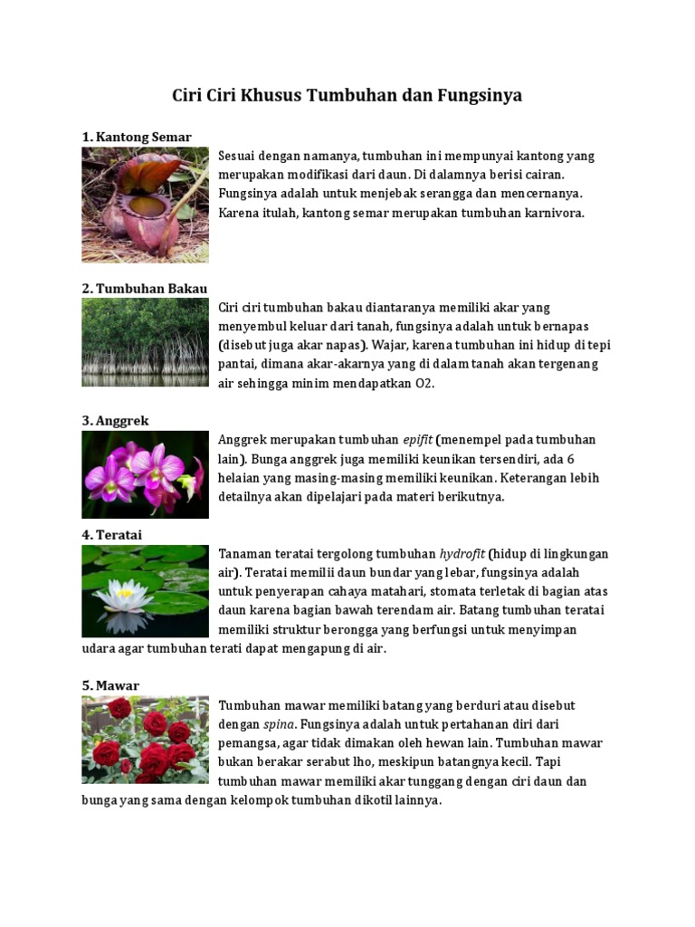 Ciri Khusus Tumbuhan | PDF
