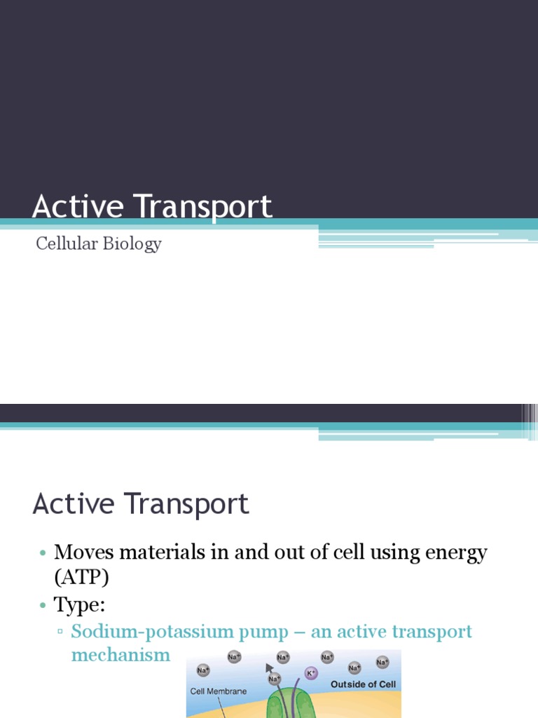 Active and Bulk Transport in Cells | PDF | Science & Mathematics