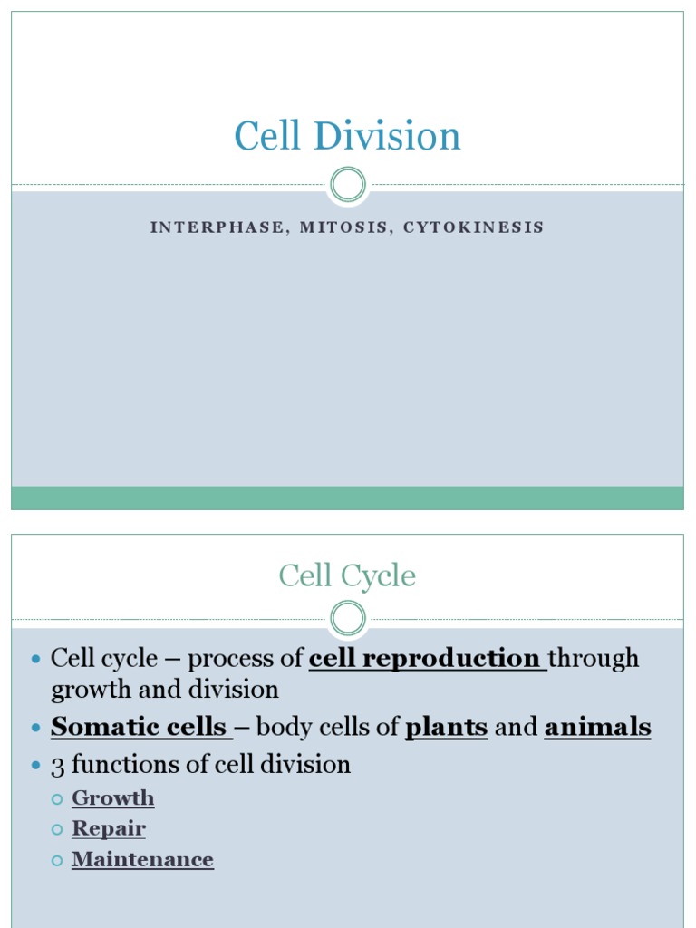 Block 2 - Mitosis C | PDF