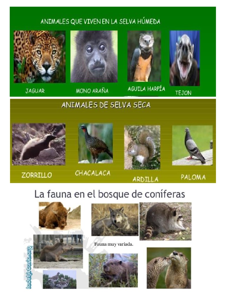Animales Selva Humeda Seca Bosque Pastizal Matorral | PDF