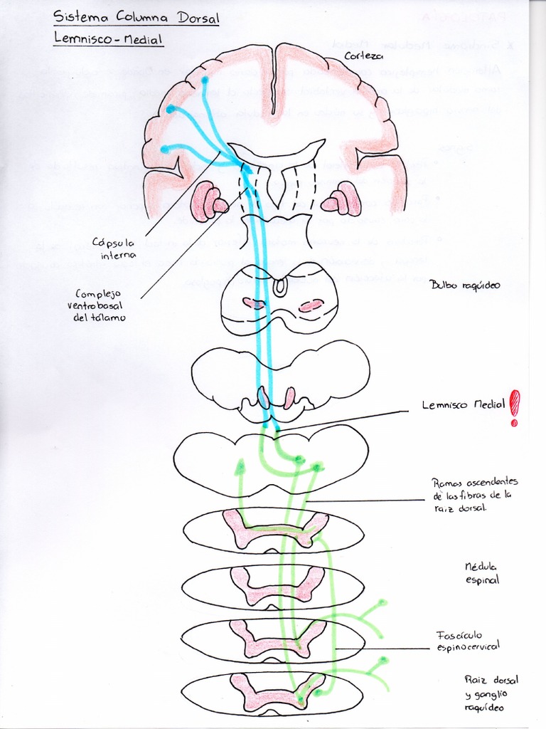 Vias Sensitivas Con Patologías | Sistema nervioso