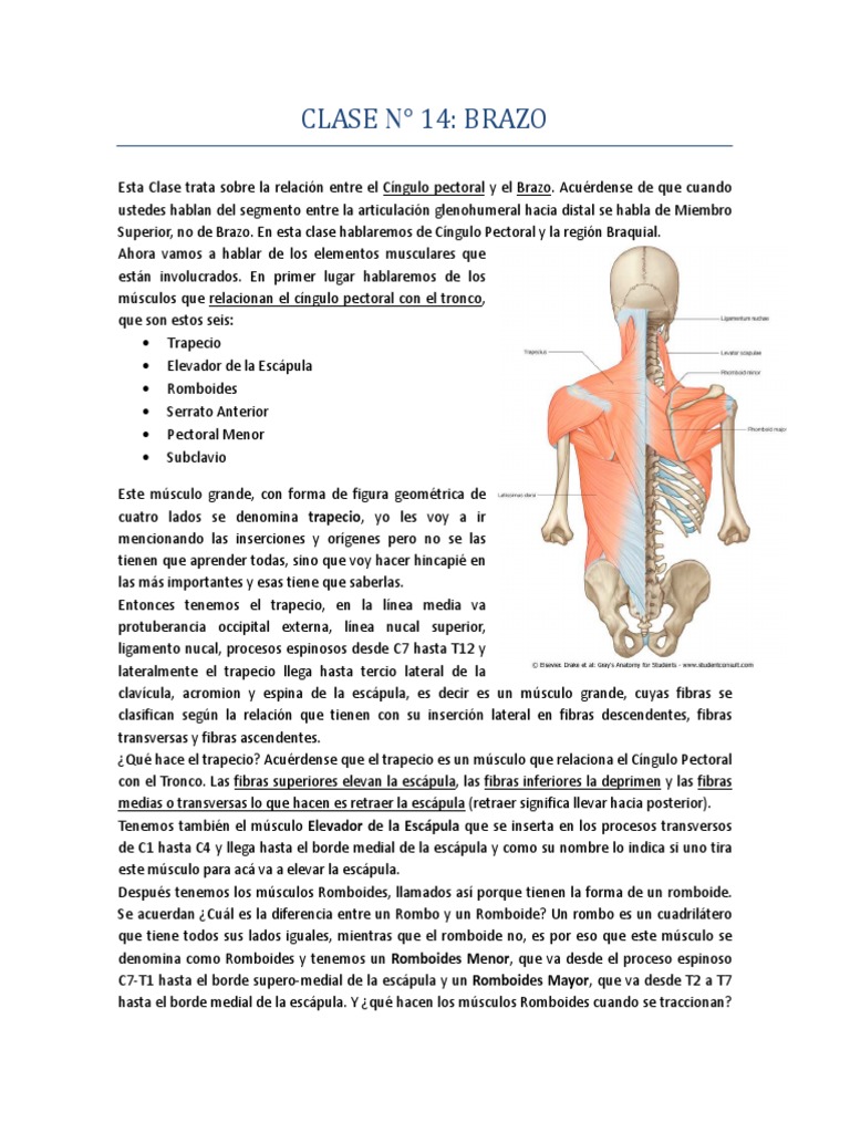 6 - 2 Cíngulo Pectoral y Brazo | PDF | Codo | Sistema musculoesquelético