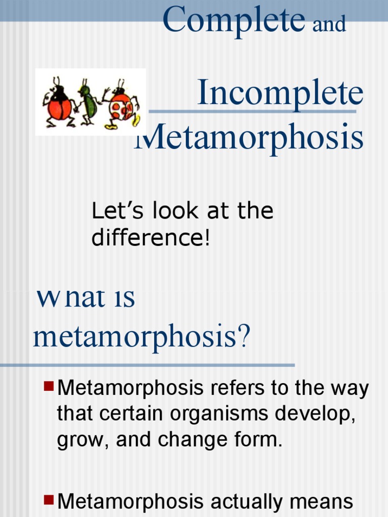 Metamorphosis Power Point | PDF | Pupa | Insects