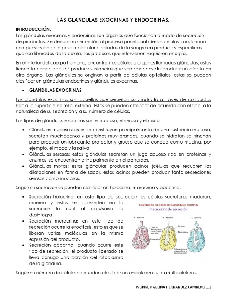 Glandulas Endocrinas y Exocrinas | PDF | Secreción | Sistema endocrino